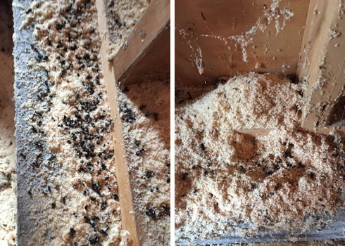 Carpenter Ant Control | Best Pest Control service