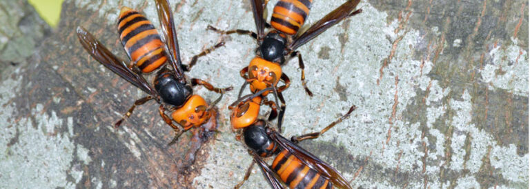 Asian Giant Hornet “Murder Hornet”? | Advance Pest Control